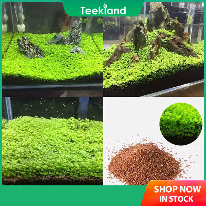 Teekland Aquarium Grass Plant Seeds Aquarium Small Leaf Grass Water ...