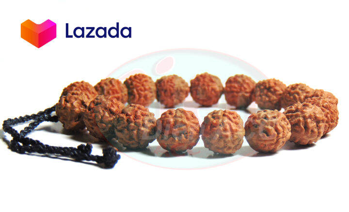 Gelang biji jenitri genitri rudraksha 10mm ORIGINAL Dien ACC | Lazada ...