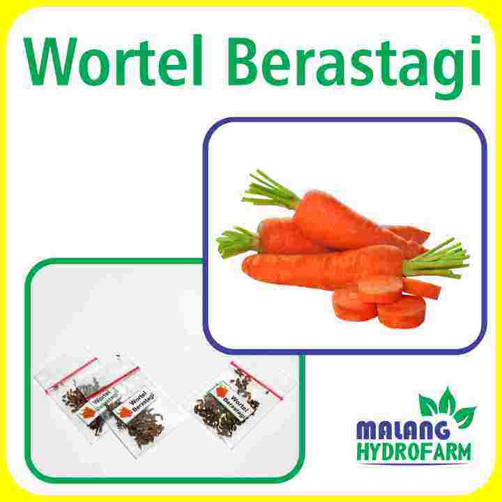 Benih Wortel Berastagi Unggulan Berkualitas biji bibit repack desa ...