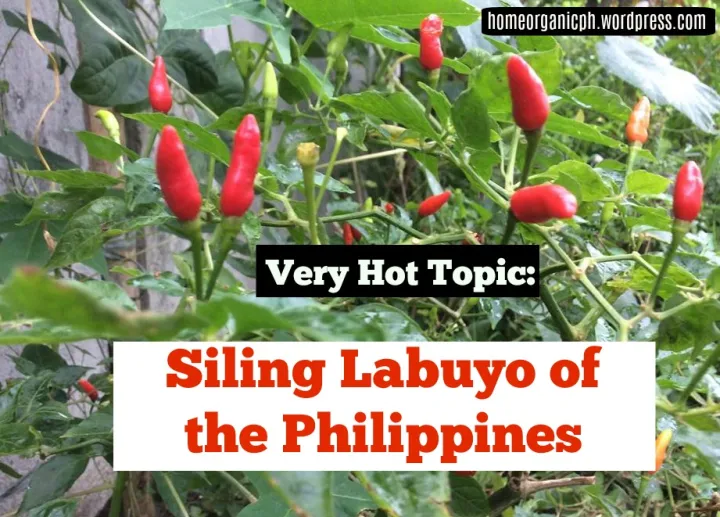 Hot Seeds Siling Labuyo | Lazada PH