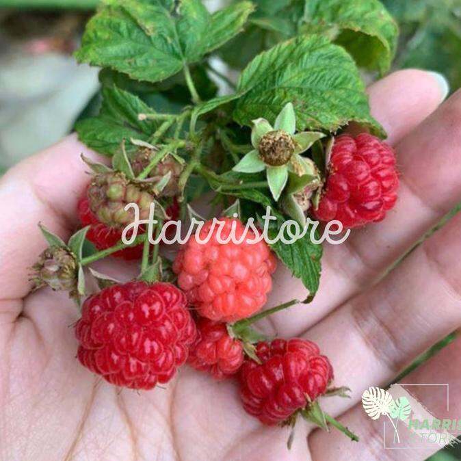 Tanaman buah Raspberry / rasbery pohon hidup raspberry CCC | Lazada ...