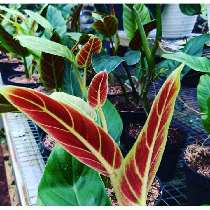 philodendron subhastatum varigata / philo subhastatum variegata ...