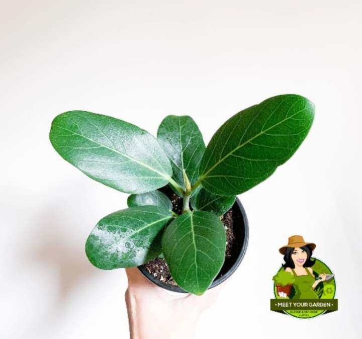 Ficus Benghalensis 'Audrey' Rare Rubber Tree with FREE white plastic ...