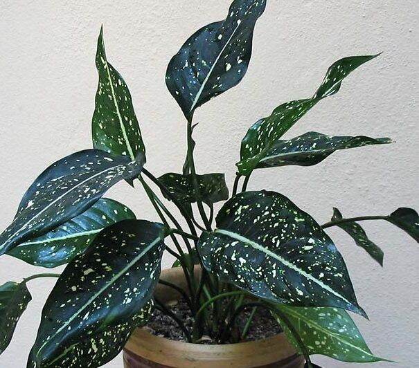 Aglaonema costatum ‘F. Foxii’ (Small Plant) Anak Pokok 粗肋草小苗 | Lazada