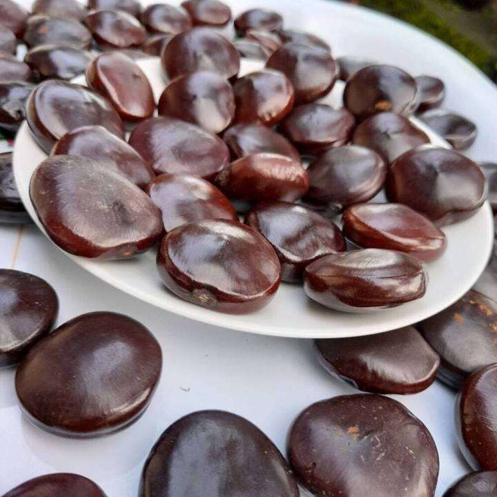 African Dream Herb, Entada rheedii, Organic Whole Seed | Lazada PH