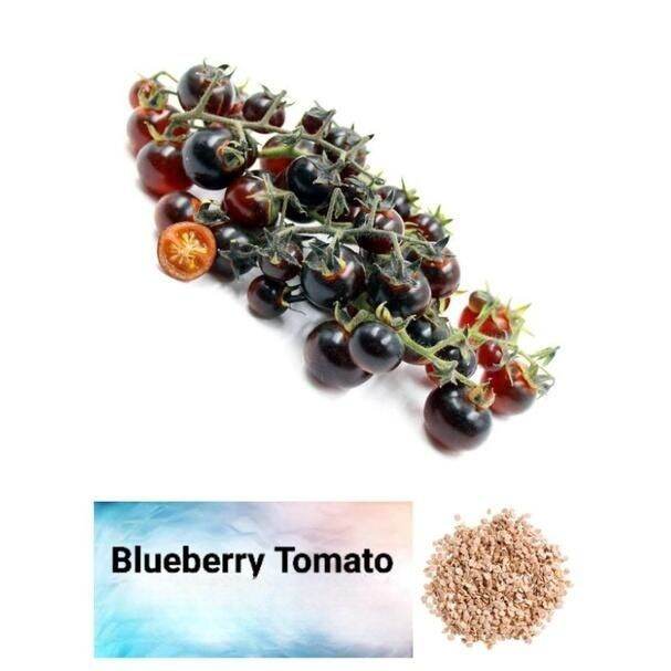 Blueberry Tomato seeds -a good combatant for cancer | Lazada PH