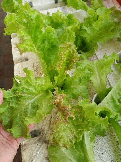 SNAP SOLUTION A & B SET HYDROPONICS OP | Lazada PH