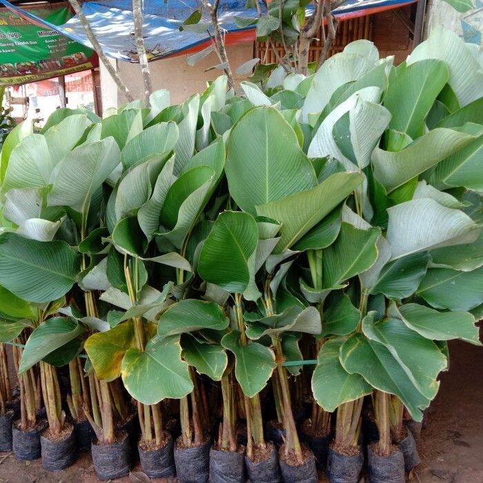 tanaman hias calathea pisang- calatea lutea - pisang pisangan | Lazada ...