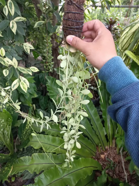 MANAOG KA IROG HANGING PLANTS DISCHIDIA NUMMULARIA LIVE PLANT LIVE ...