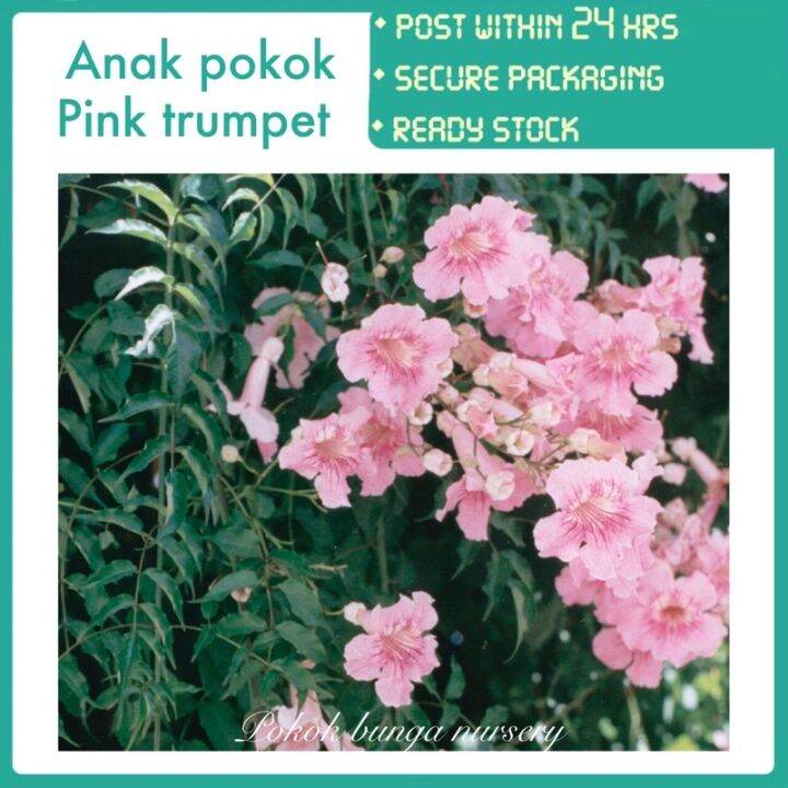 PBN - pink trumpet vine - anak pokok bunga nursery podranea ricasoliana ...