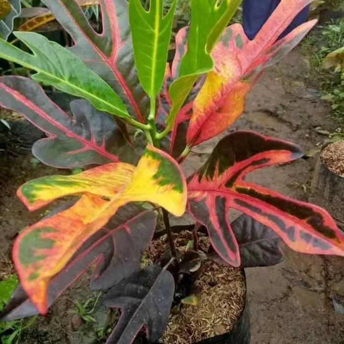 pohon puring zet | Lazada Indonesia