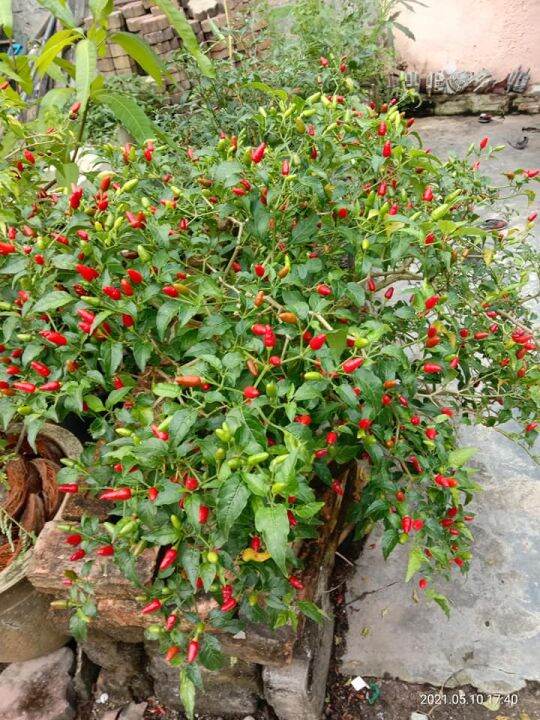 Pokok Cili Padi / Thai Pepper or Bird's Eye Chili Pepper Tree / 小辣椒树 ...