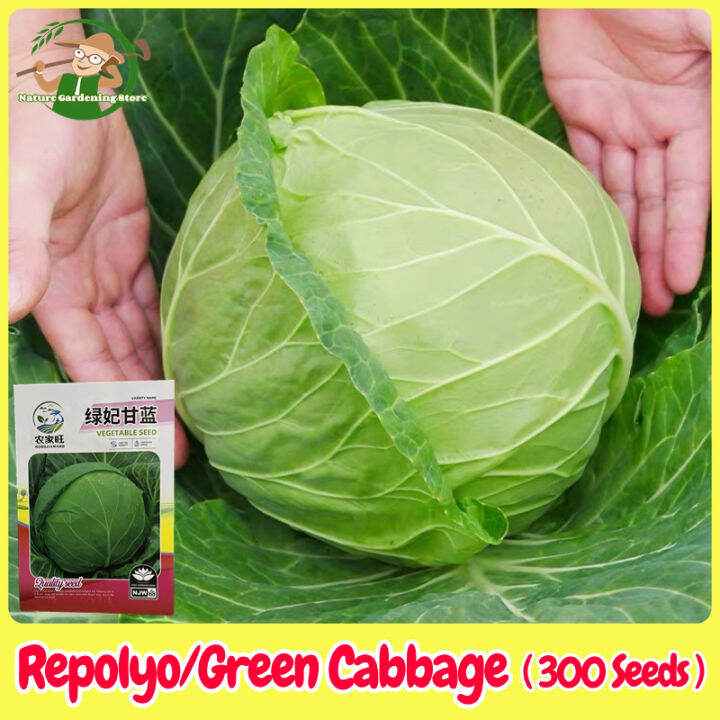 Fresh Organic Repolyo Seeds for Planting (300 Seed) High Yield F1 ...