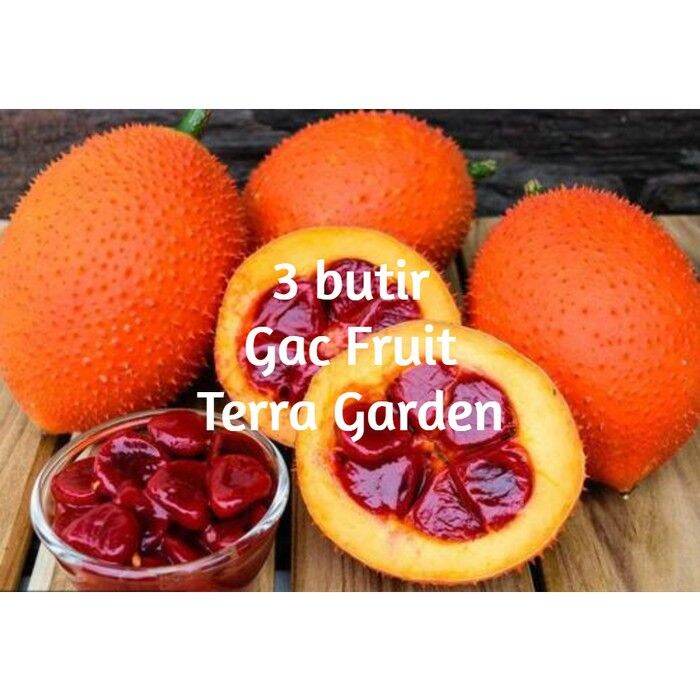 Biji Benih Gac Fruit Momordica cochinchinensis Tepurang Pupia seeds ...