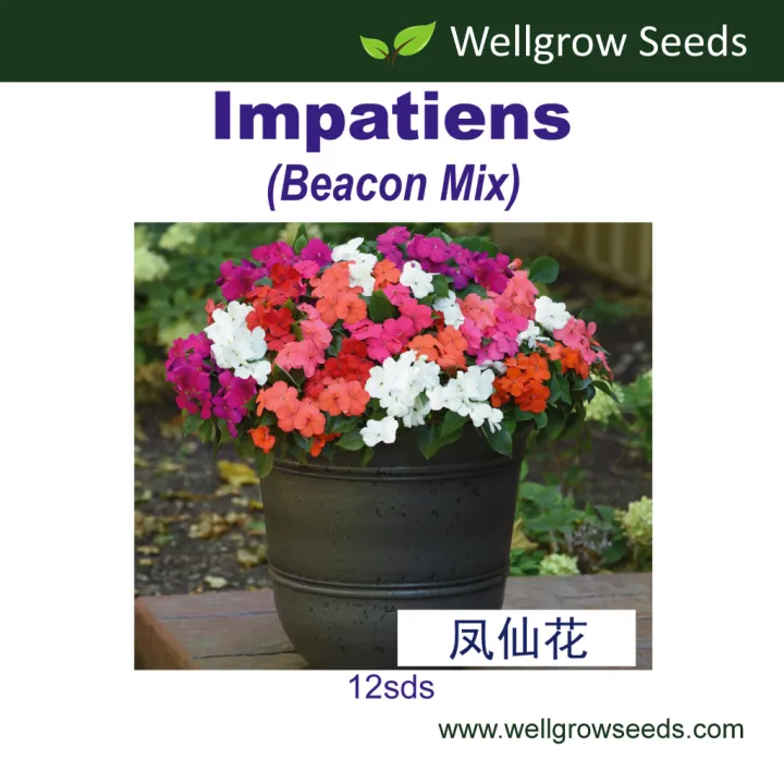 Impatiens Beacon Mix (12 sds) Flower Seeds Wellgrow Seeds | Lazada