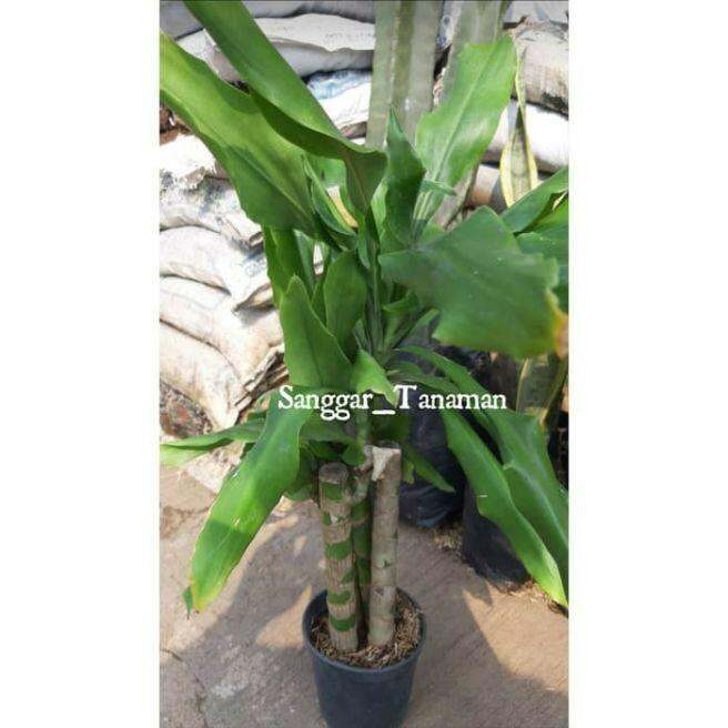 tanaman bunga hanjuang hijau / tanaman bunga indoor | Lazada Indonesia