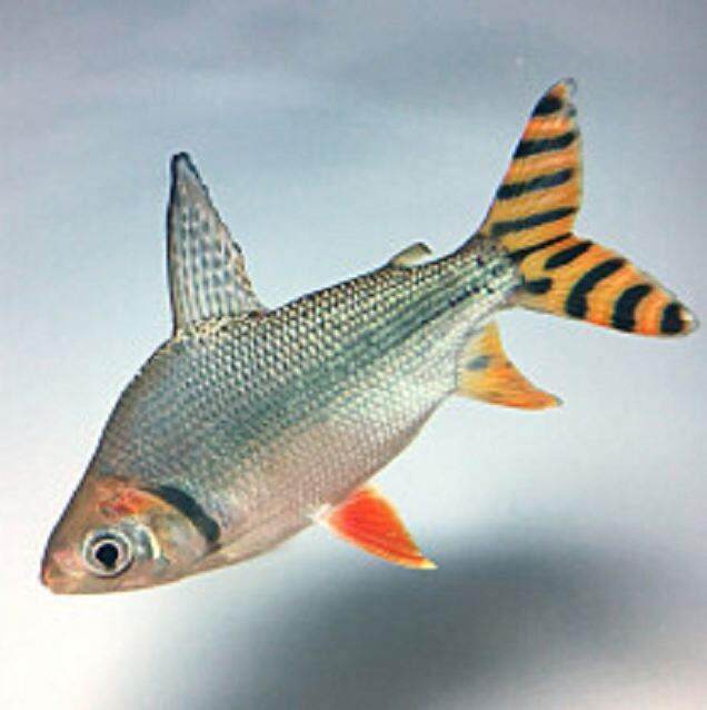 flagtail prochilodus/Feifong/phoenix/飞凤鱼 | Lazada