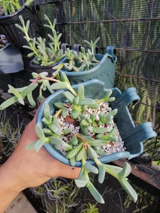 Ice Plant (Rare and Hanging Plant) 3 STOCKS only with free garden soil ...