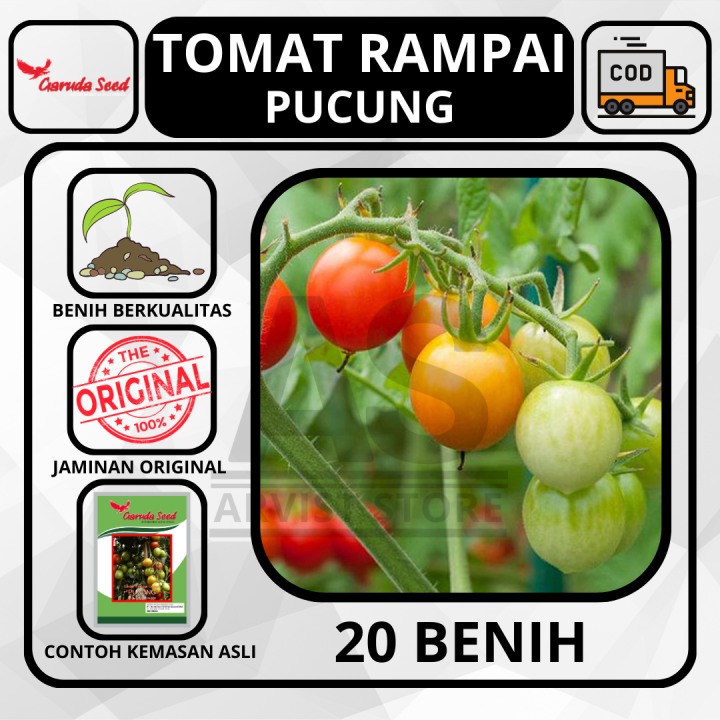 20 Butir - TOMAT Rampai Unggul PUCUNG Garuda Seed Bibit Tanaman Sayuran ...