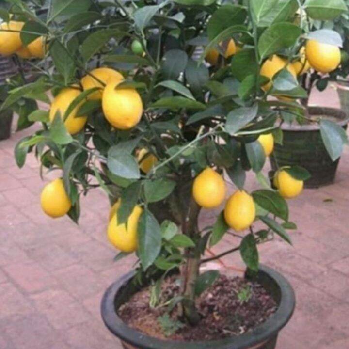 ANAK POKOK LIMAU LEMON KING | Lazada