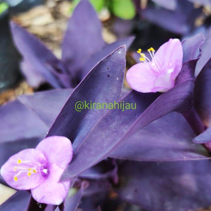 adam-hawa ungu, tradescantia pallida | Lazada Indonesia