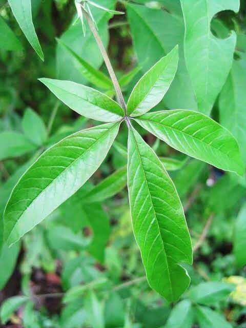 Lagundi Live Plant with FREE garden soil- Outdoor Plant/Herbal Plant ...