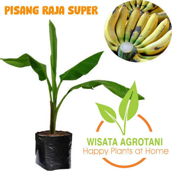 Paket 4 Bibit Pisang Pohon Pisang Raja dan Pisang Cavendish Wisata ...