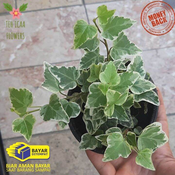 TANAMAN HIDUP BUNGA IVY ENGLISH TANAMAN IVY MURAH BUNGA HIDUP TANAMAN ...