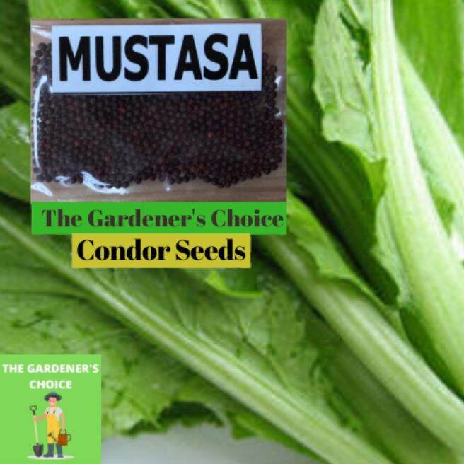Mustasa seeds CONDOR SEEDS | Lazada PH