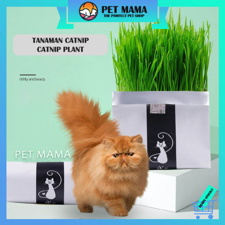 PETMAMA Pet Grass Catnip Cat Grass Grass Premium Catnip Catmint Cat ...