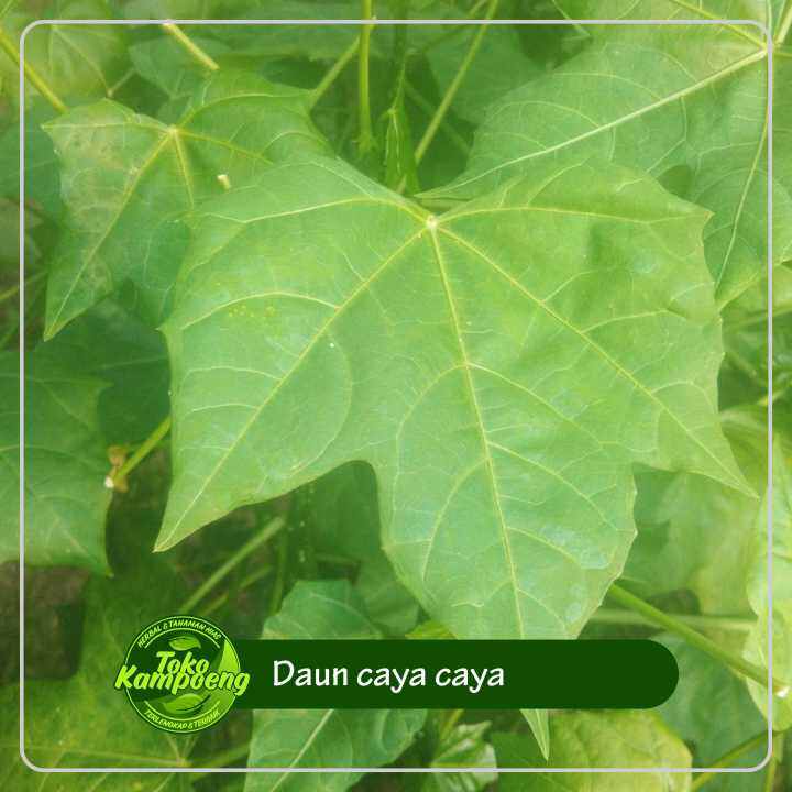 Daun caya caya segar 100 gram - Herbal alami kaya manfaat | Lazada ...