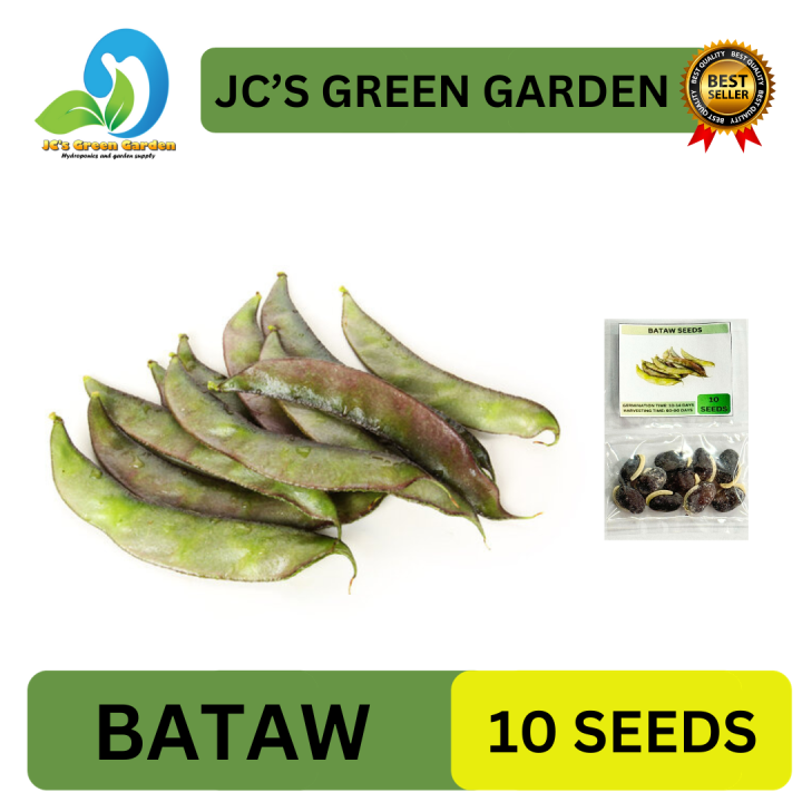 (10 SEEDS) BATAW SEEDS/HABITSUWELAS SEEDS/FOR PLANTING/HYBRID/EASY TO ...