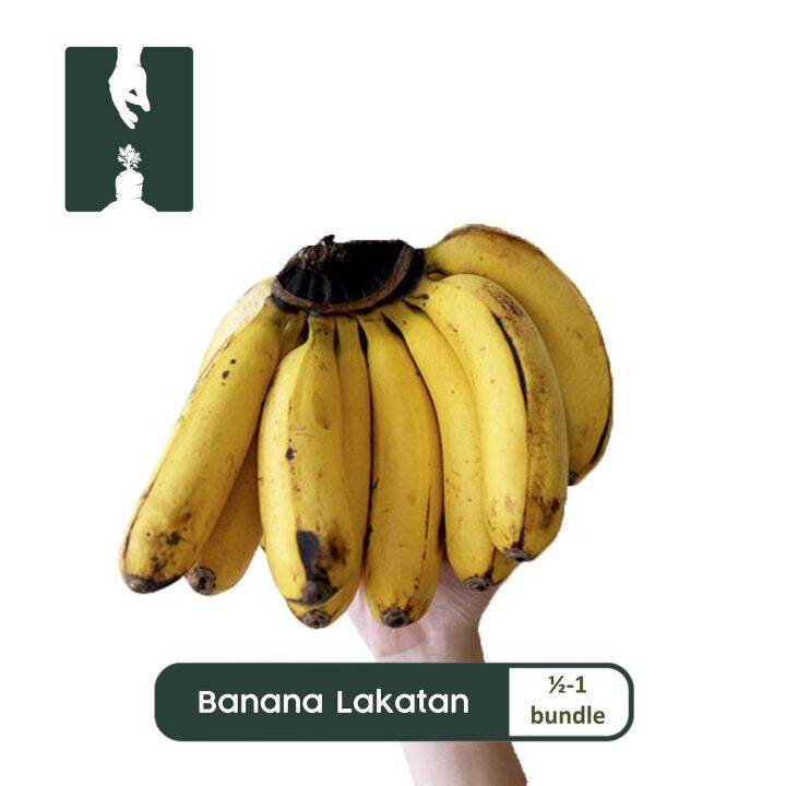 BANANA LAKATAN (1/2 or 1 Bundle) — Fruits, Vegetables, Meat, Seafood ...