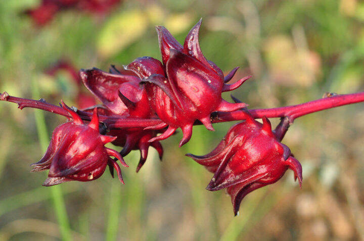 Roselle MOROCCO SEEDS Ribena flower (Hibiscus sabdariffa) ASAM BELANDA ...
