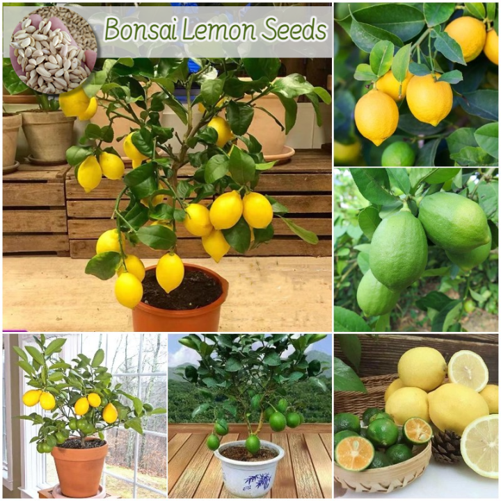 [Easy to grow in the Philippines] Dwarf Lemon Seeds for Planting (Approximately 50 seeds per ...