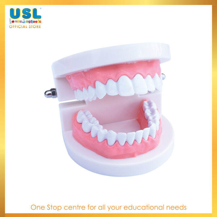 Mini Teeth Model (Human size) | Science | Learning Tools | Lazada