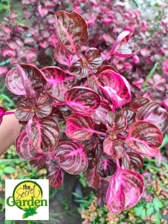 Bloodleaf Plant or Iresine Herbstii (Lush) with FREE plastic pot, and ...