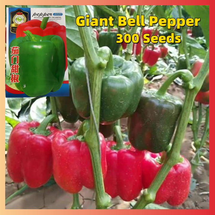 Fresh High Yield 300 Seeds Giant Bell Pepper Seeds for Planting ...