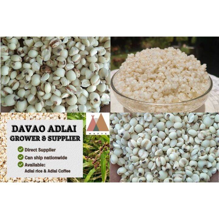 Premium Quality Organically Grown 1KG Adlai Rice Adlay Rice Job's Tears ...