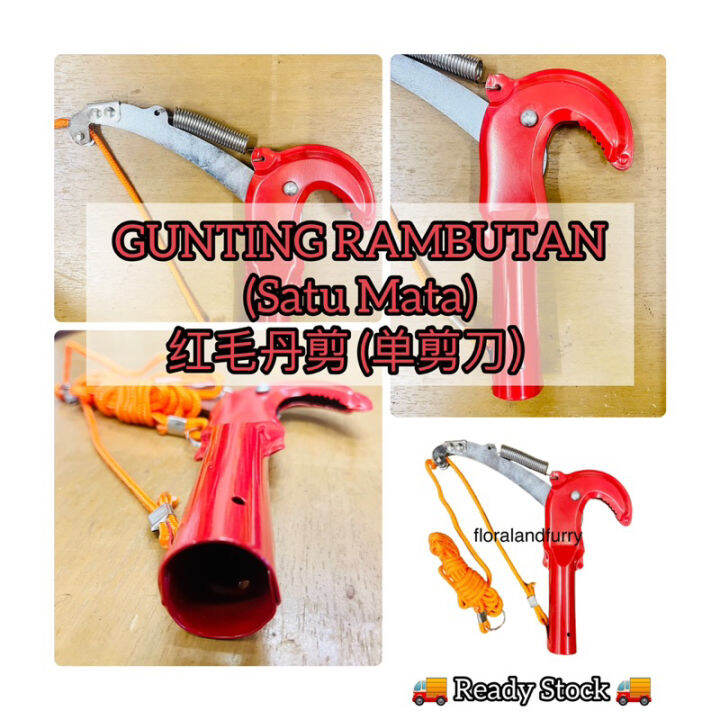 Gunting Rambutan Tahan Lasak Satu Mata Merah Besi Logam 红毛丹剪刀Rambutan ...