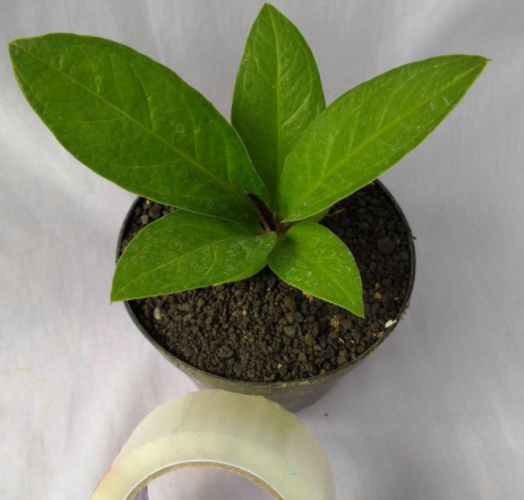 Anthurium Jemani Cobra | Lazada Indonesia