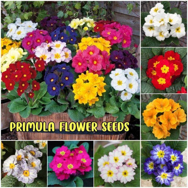 [Easy to grow in Philippines] Rare Primula Seeds Flower Seeds for ...
