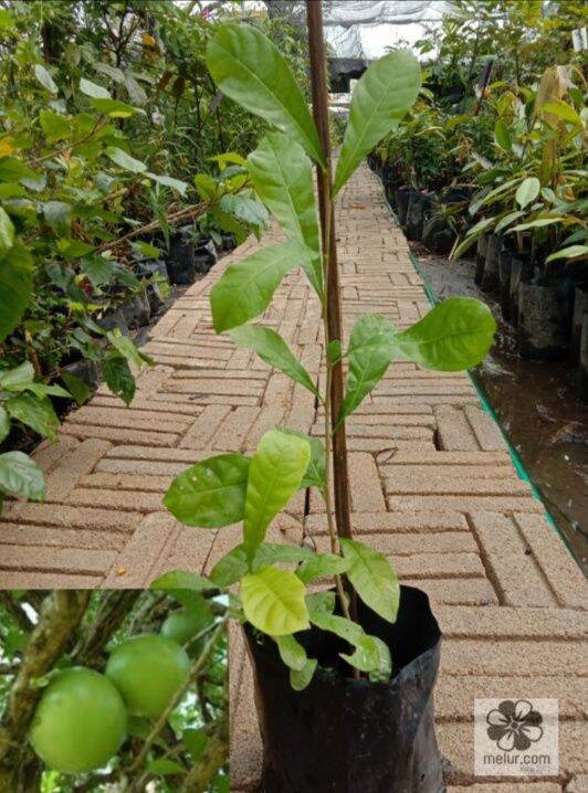 Anak Pokok Labu Kayu / Ank Pokok Buah Maja | Lazada