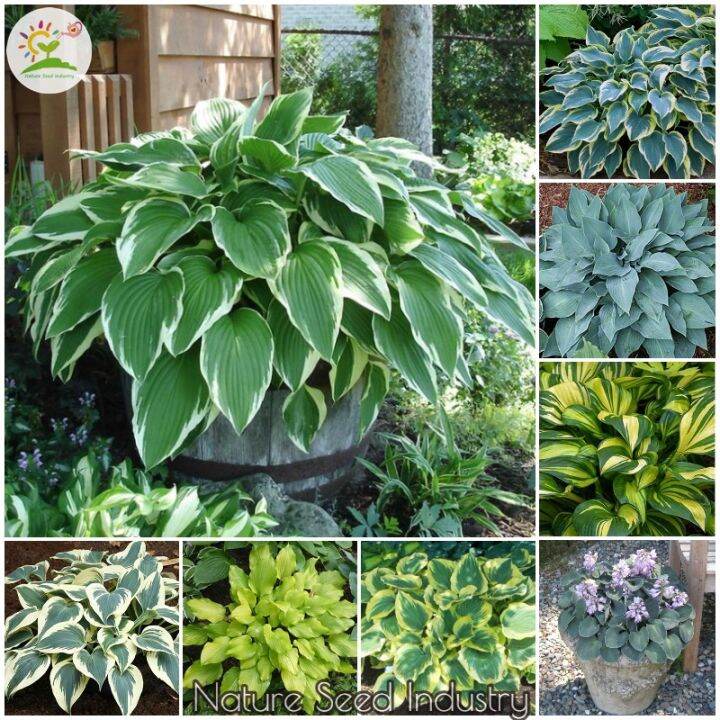 [Fast Germination] Begonia Seeds for Planting (50 seeds/pack,Easy To ...