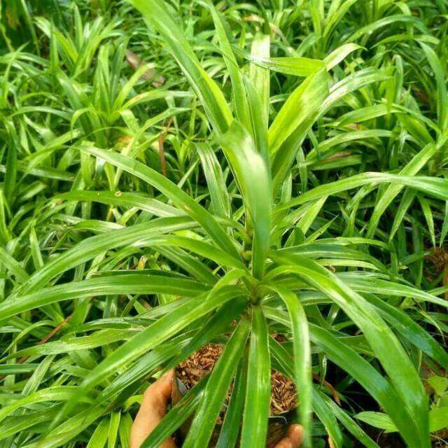 Tanaman pohon sugi | Lazada Indonesia