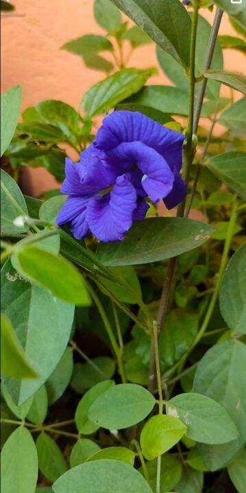 Blue Ternate Clitoria Ternatea Butterfly Tea Flower-Real Plants-Indoor ...