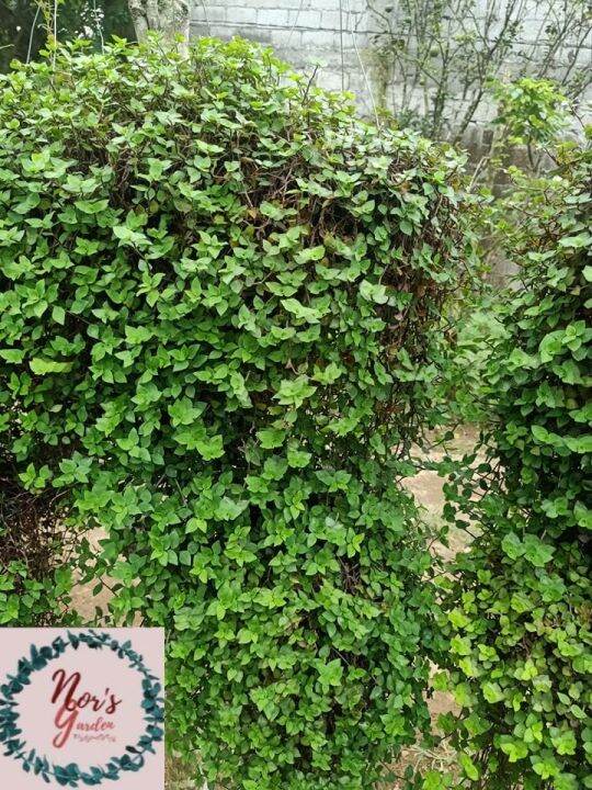 Turtle vine | Lazada PH