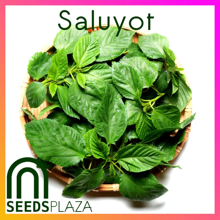 [SeedsPLAZA] Saluyot (100 Seeds) for Planting Vegetable Plants + 💯 ...
