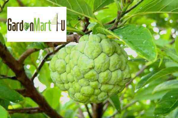 GardenMart4U Sugar Apple Fruit Tree Live Plant Anak Pokok Buah Nona 番荔枝 ...