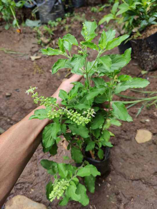 Bibit tanaman ruku ruku / daun ruku ruku / pohon ruku ruku | Lazada ...